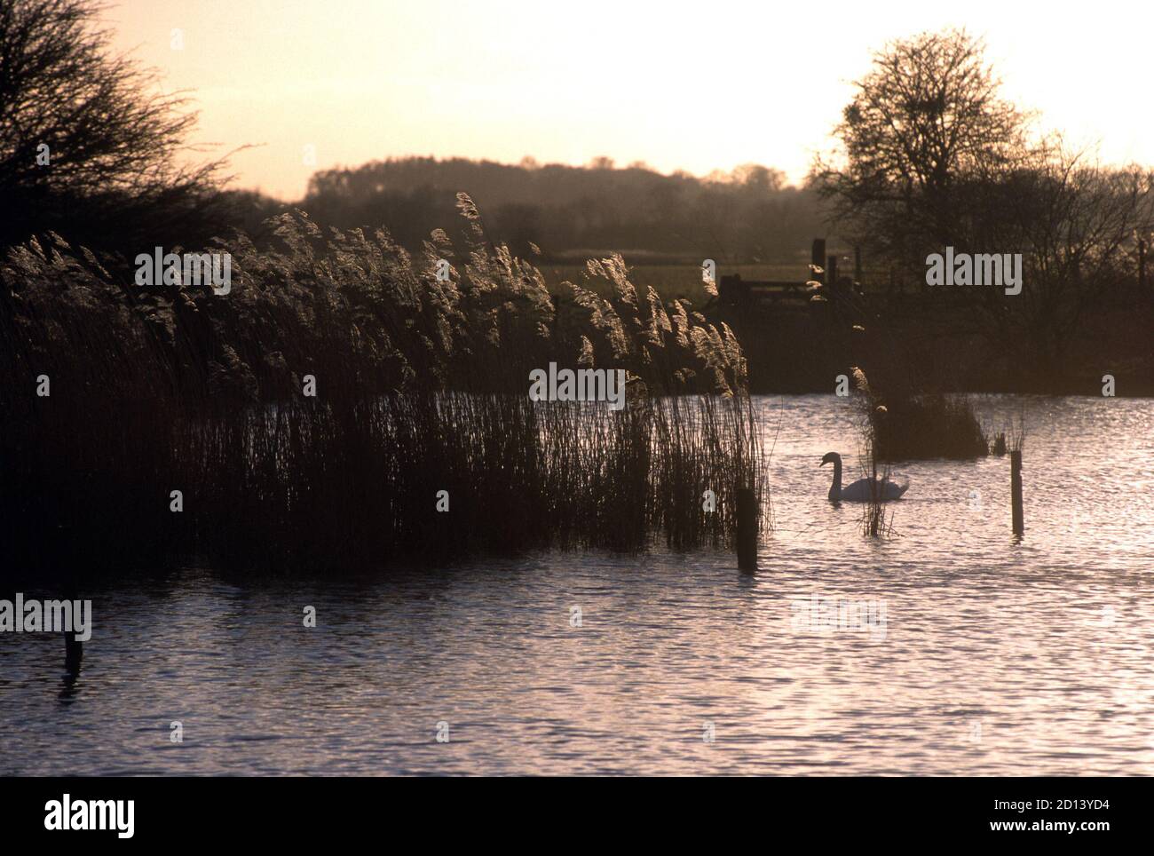 Wildlife and Wetlands Centre, late afternoon in winter, Slimbridge ...