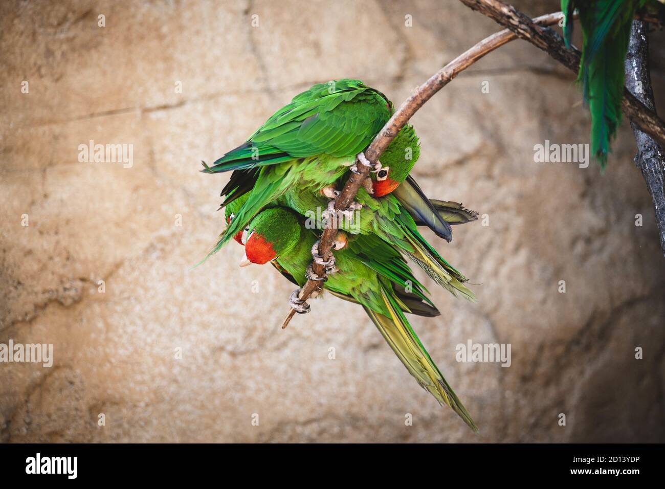 Closeup shot of a rose-ringed parakeet on a tree branch Stock Photo - Alamy