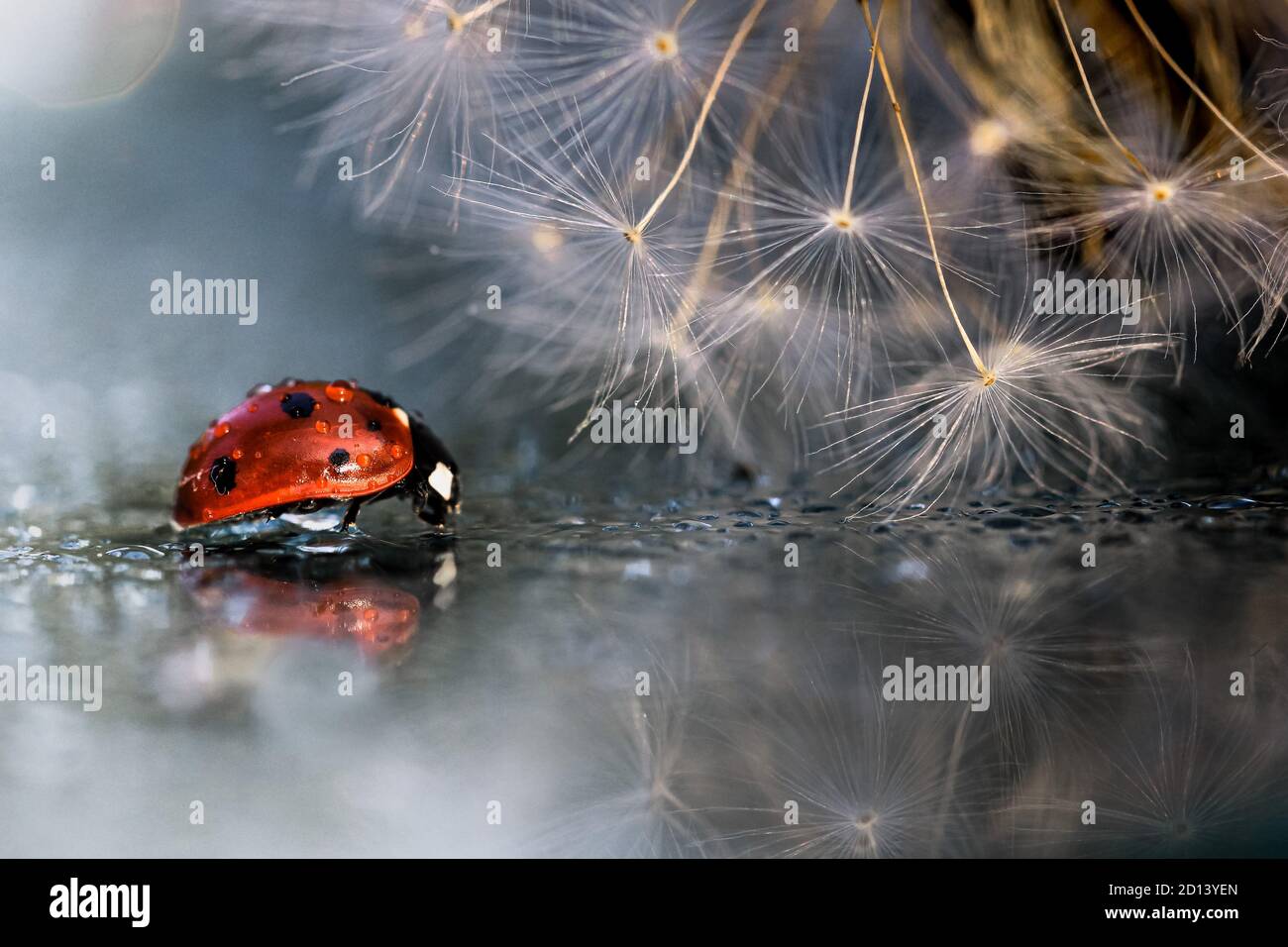 Reflection fragility hi-res stock photography and images - Alamy