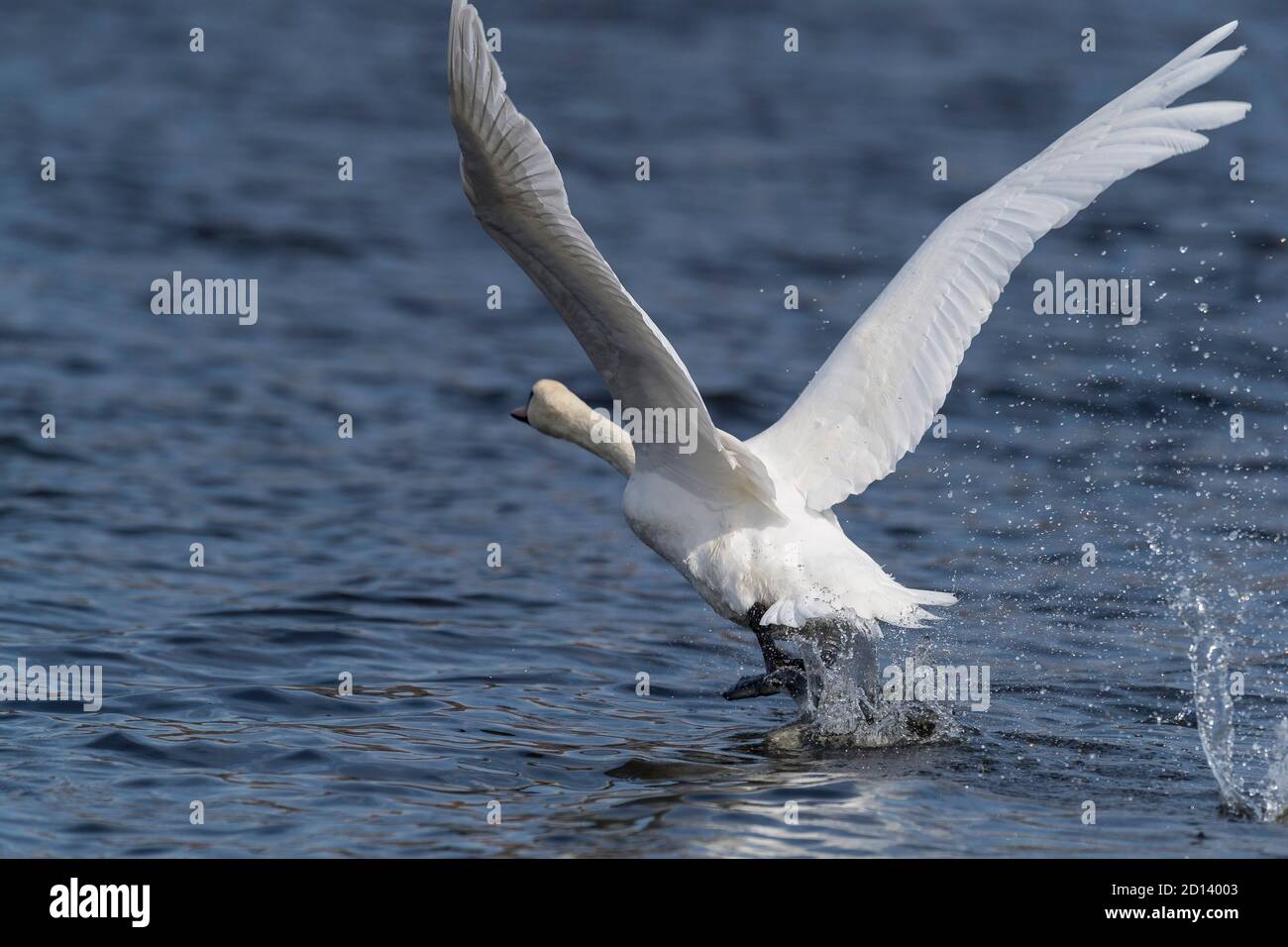 White swans takes off from hi-res stock photography and images - Alamy