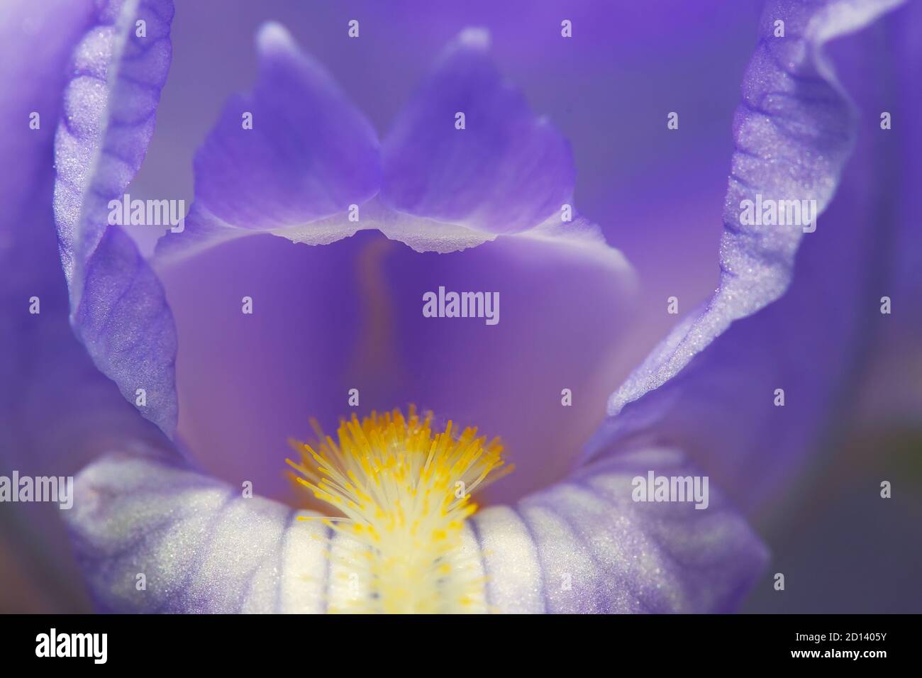 Inside the flower hi-res stock photography and images - Alamy