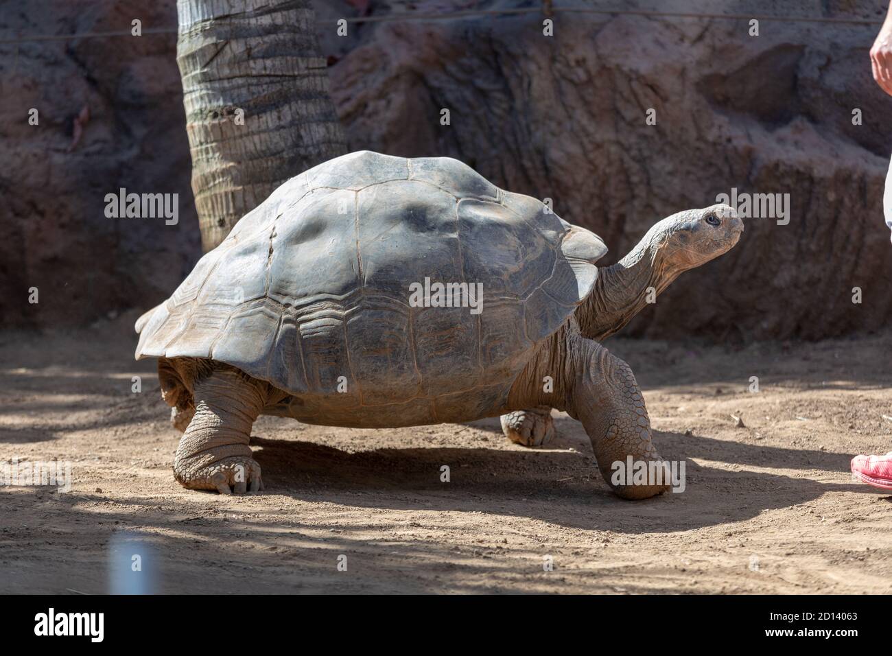 Galapagos tortoise crawling forward in the ground Stock Photo - Alamy