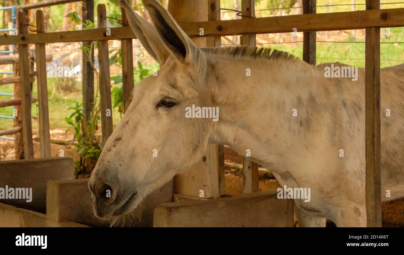White Donkey in the Farm Stock Photo - Alamy