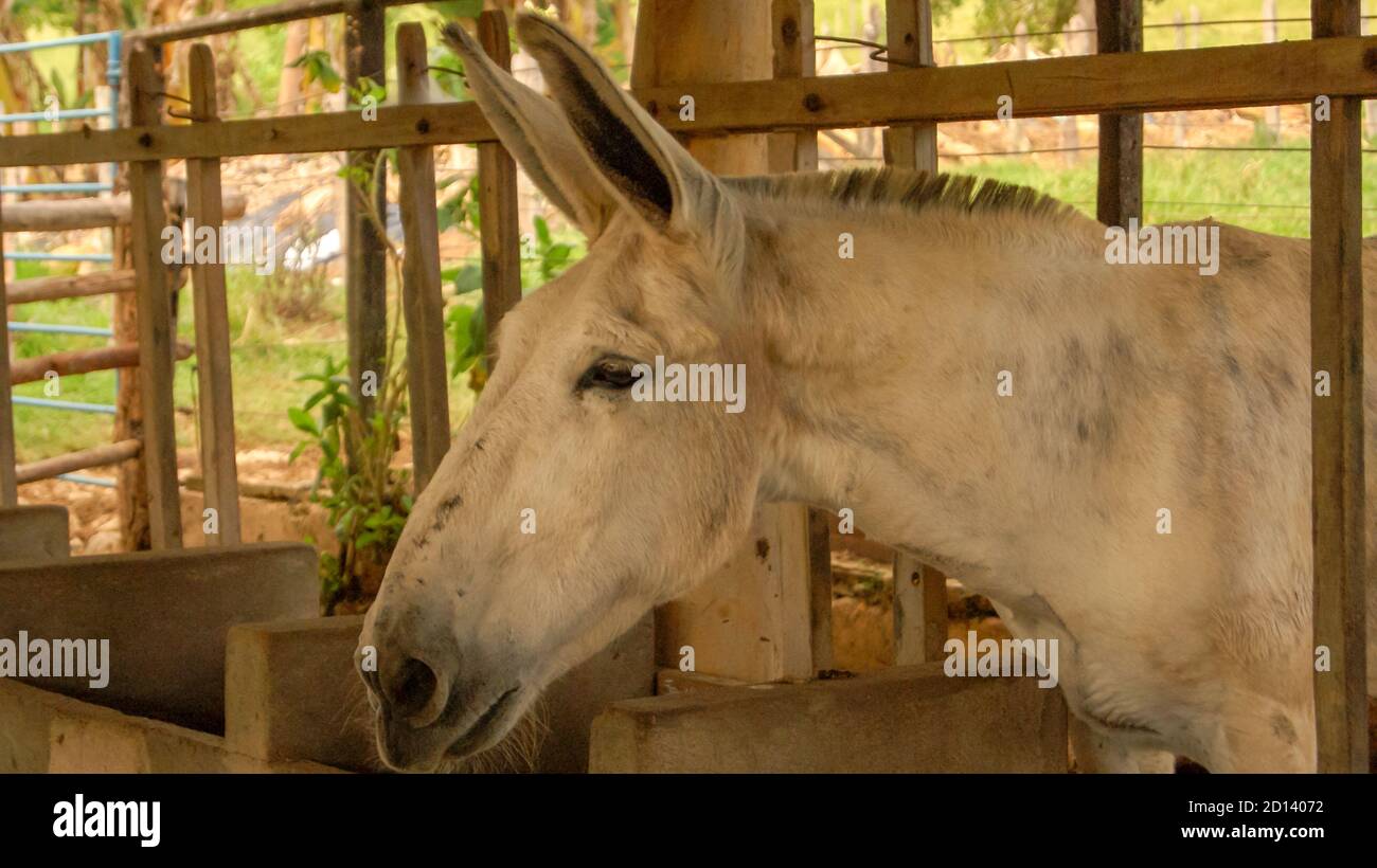 Mule portrait countryside hi-res stock photography and images - Alamy