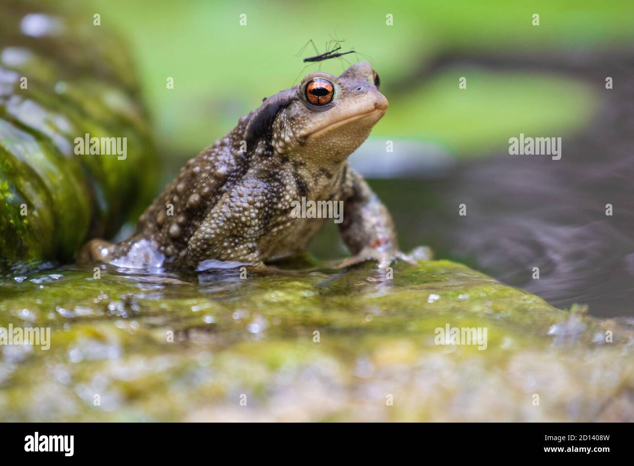 Common male toad, Bufo bufo, standing on a stone with a couple of bug ...