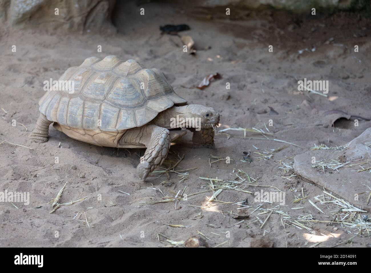 A tortoise, turtle eating grass Stock Photo - Alamy