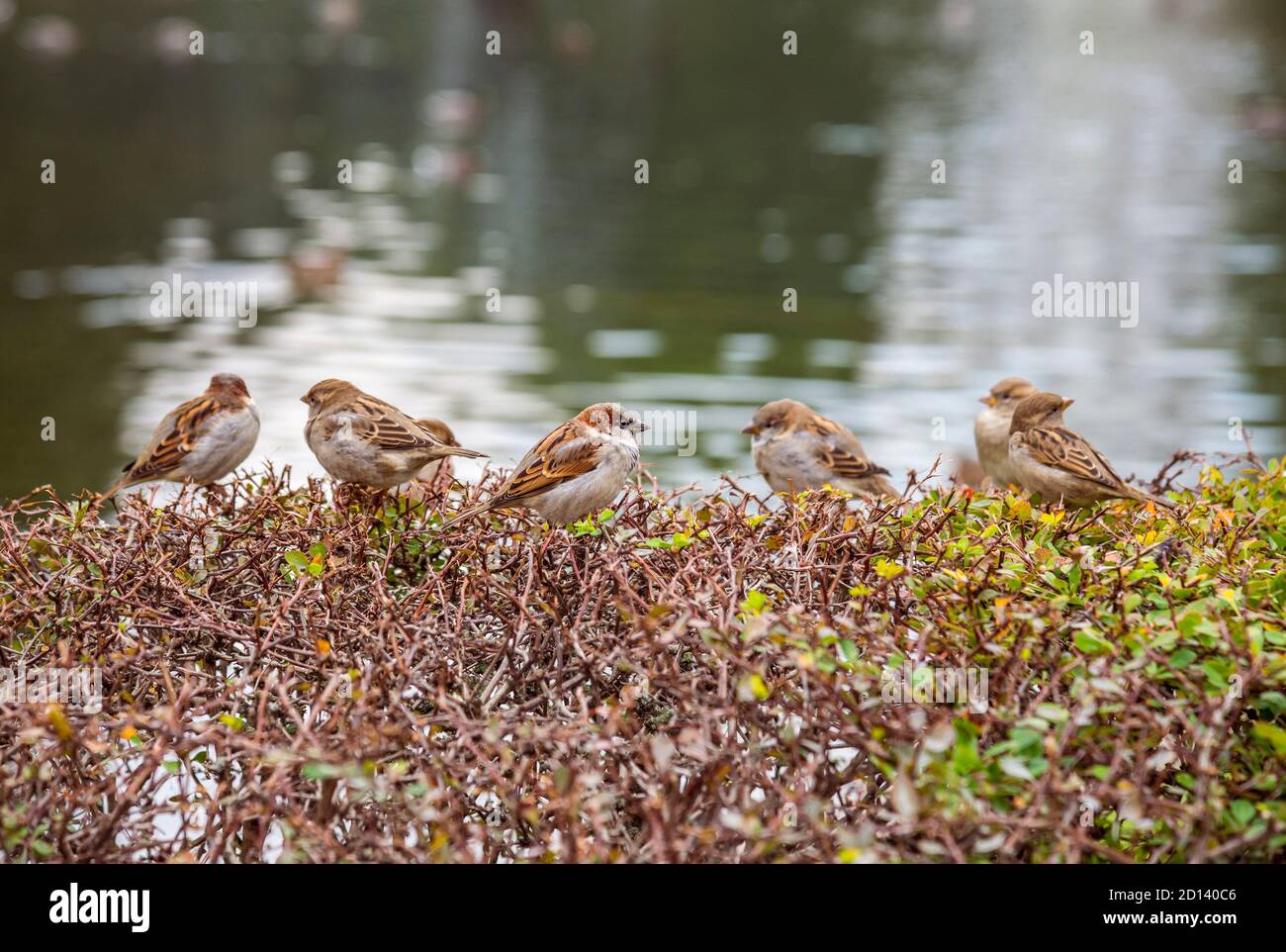 Closeup sparrows on green hi-res stock photography and images - Alamy