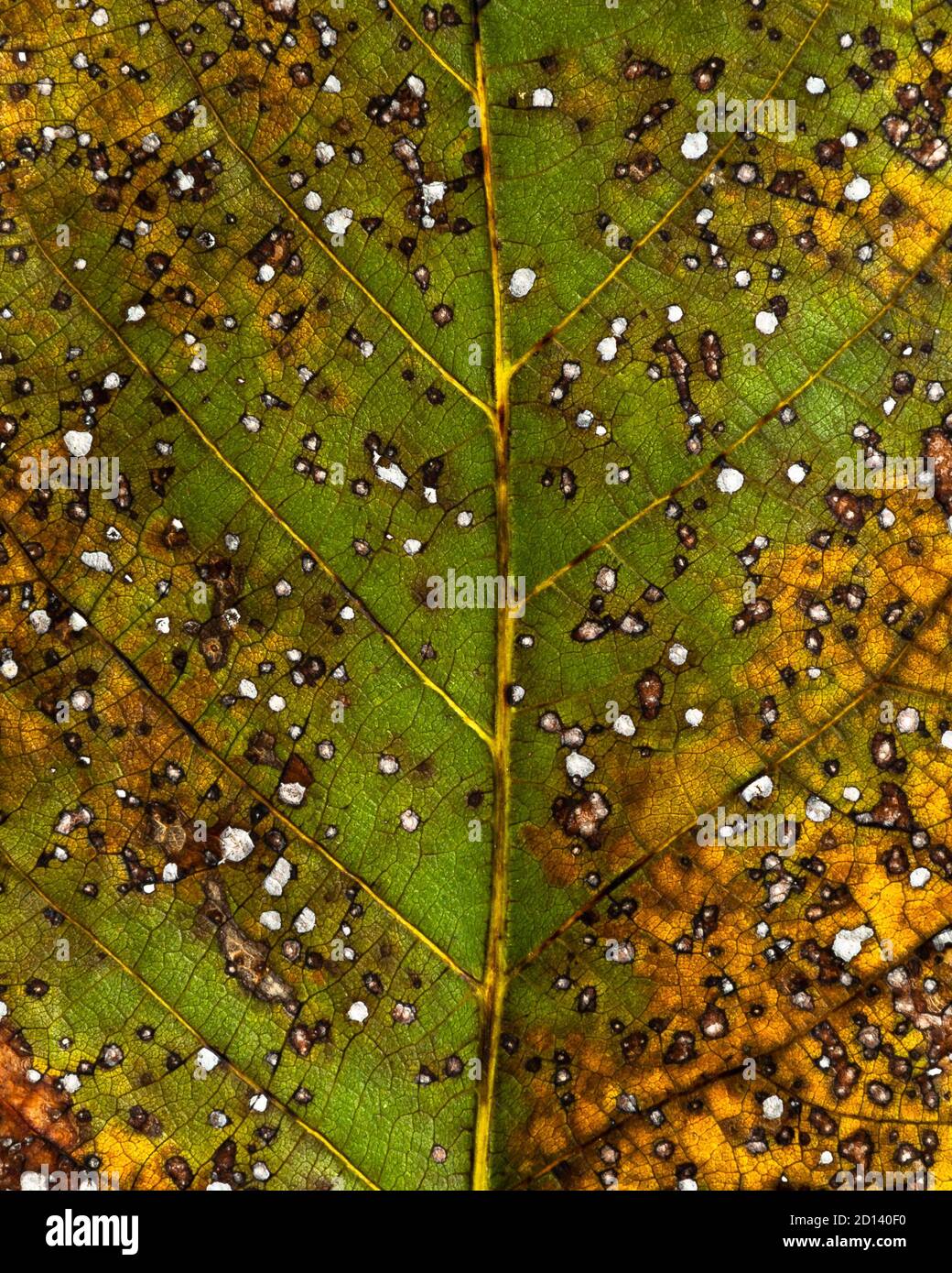 Detail of an autumn leaf of a walnut tree Stock Photo - Alamy