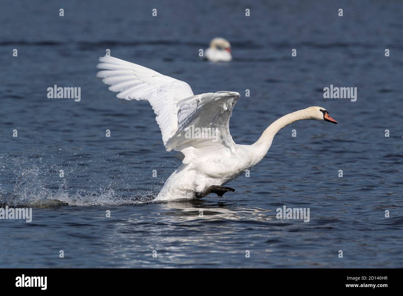 Swans taking off take off hi-res stock photography and images - Alamy