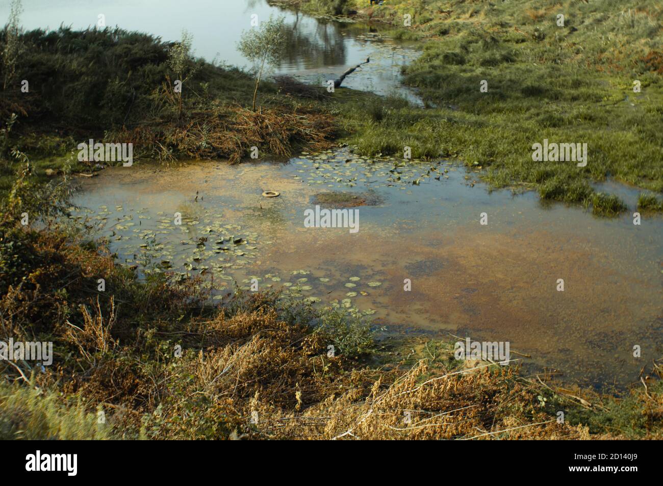 Contaminated lake outside the city with floating tires and algae Stock ...