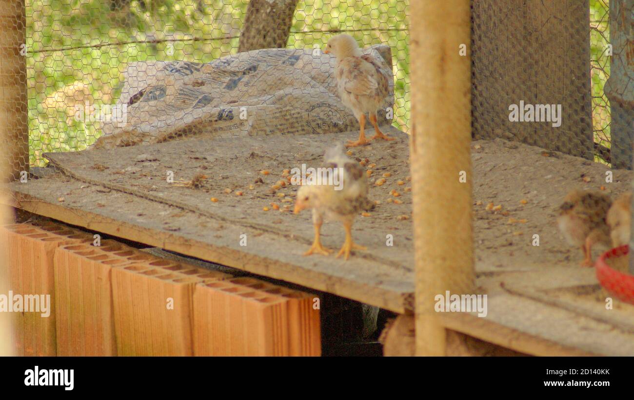Chicks in the hen house Stock Photo - Alamy