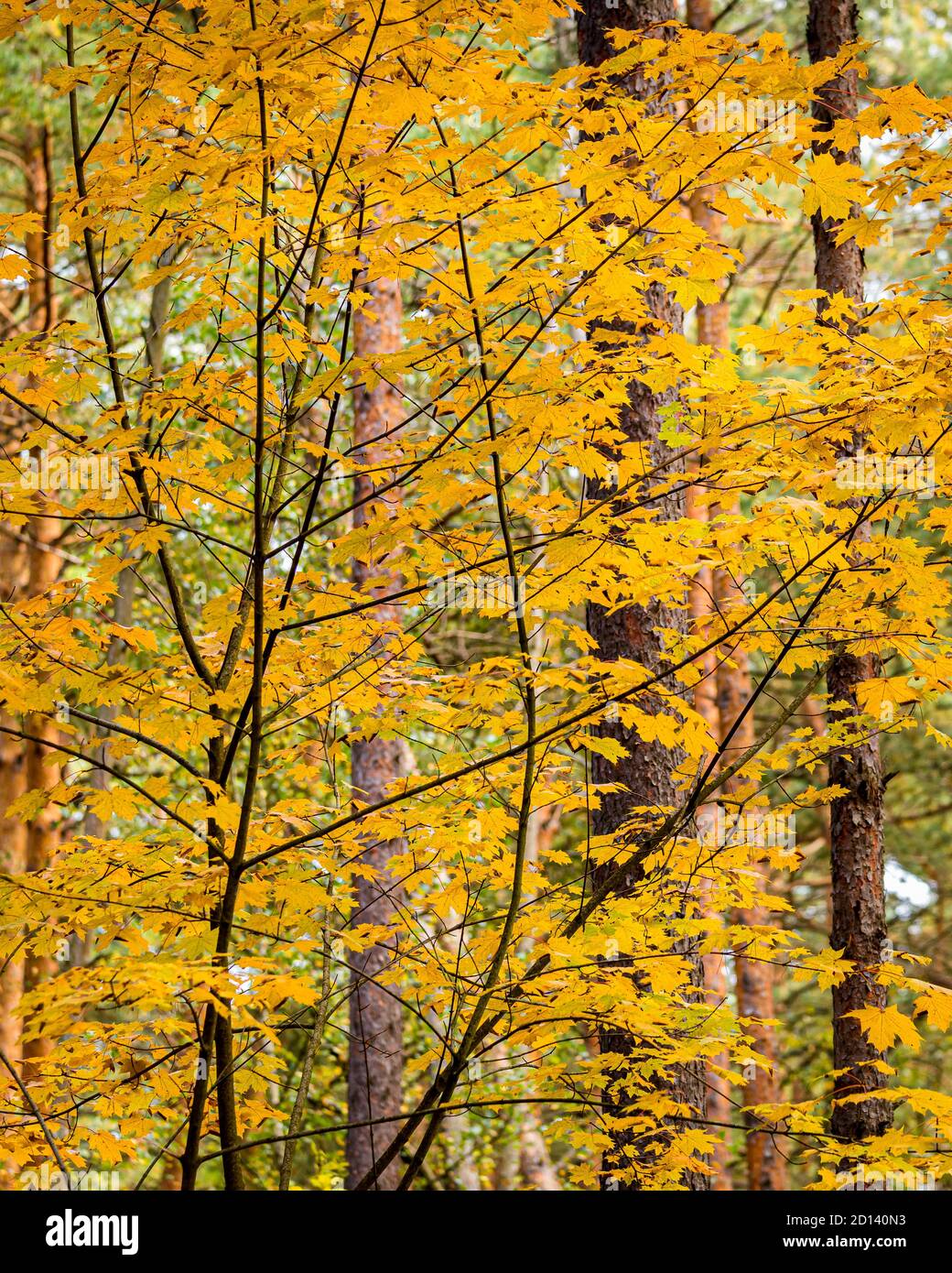 Maple with golden leaves in a pine forest Stock Photo - Alamy