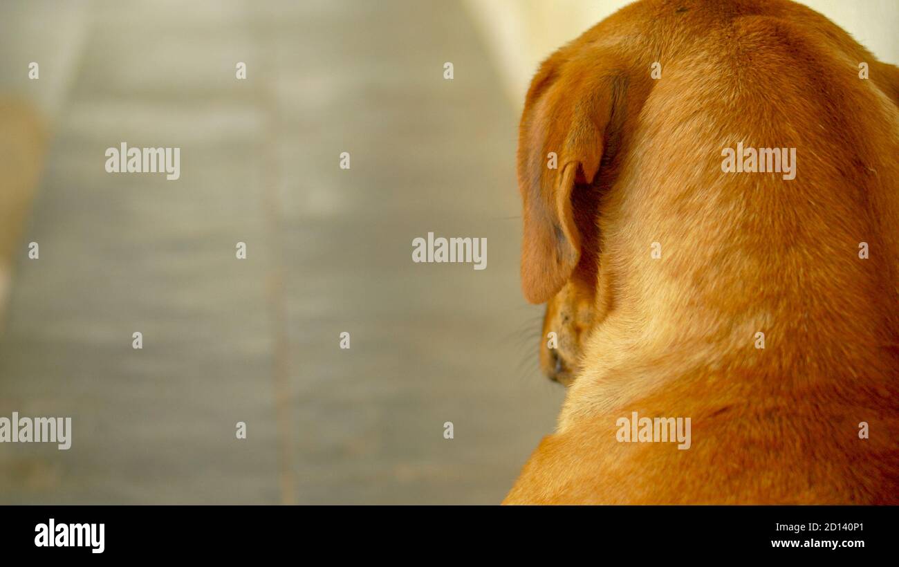 Typical Brazilian Caramel Dog Stock Photo - Alamy