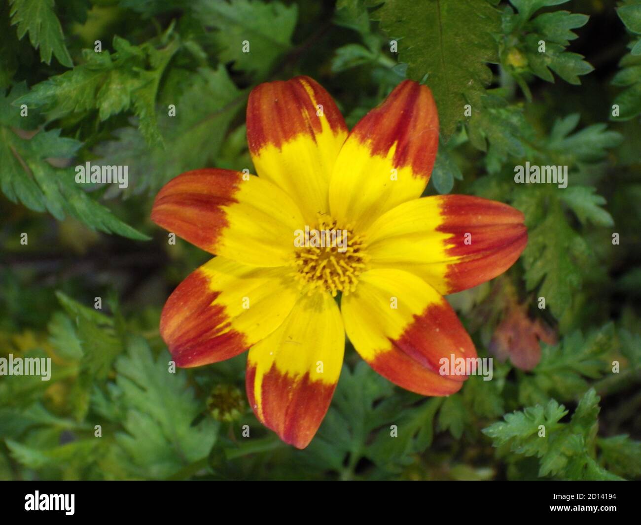 Sulfur yellow color hi-res stock photography and images - Alamy