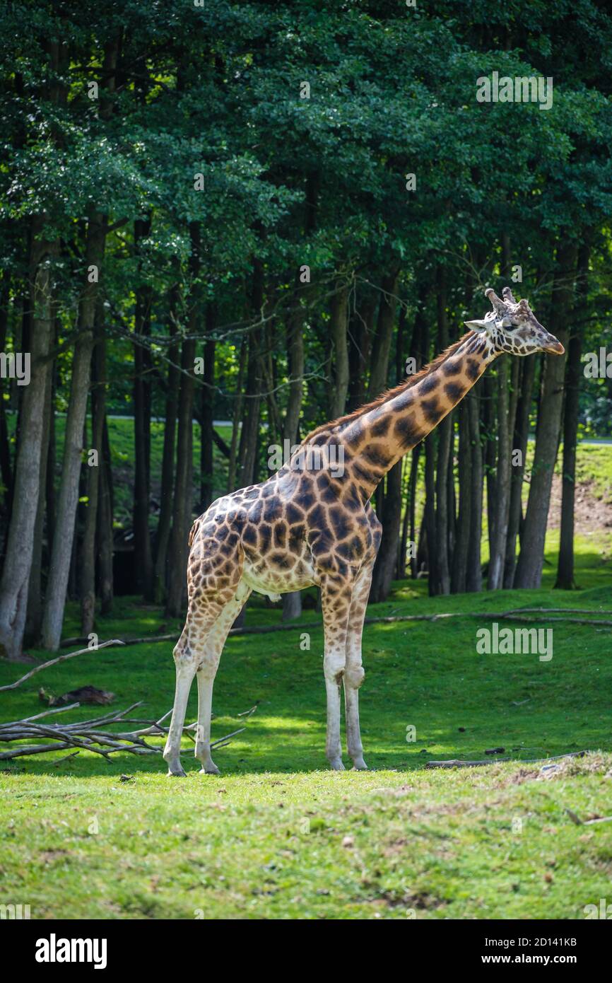 A vertical shot of a giraffe in a zoo Stock Photo - Alamy