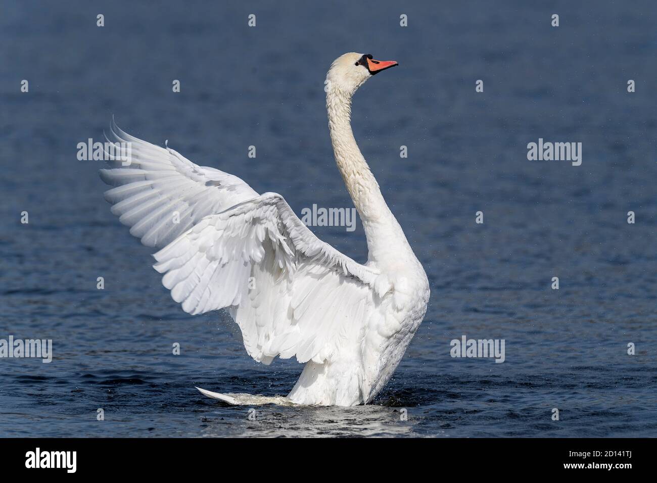 Swan taking off hi-res stock photography and images - Alamy
