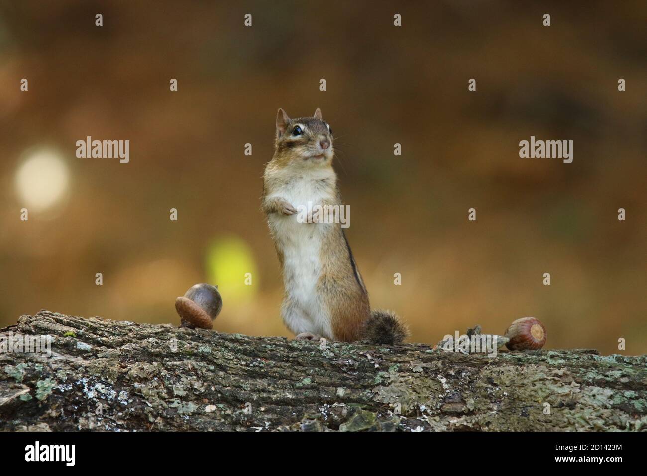 Chipmunks hi-res stock photography and images - Alamy