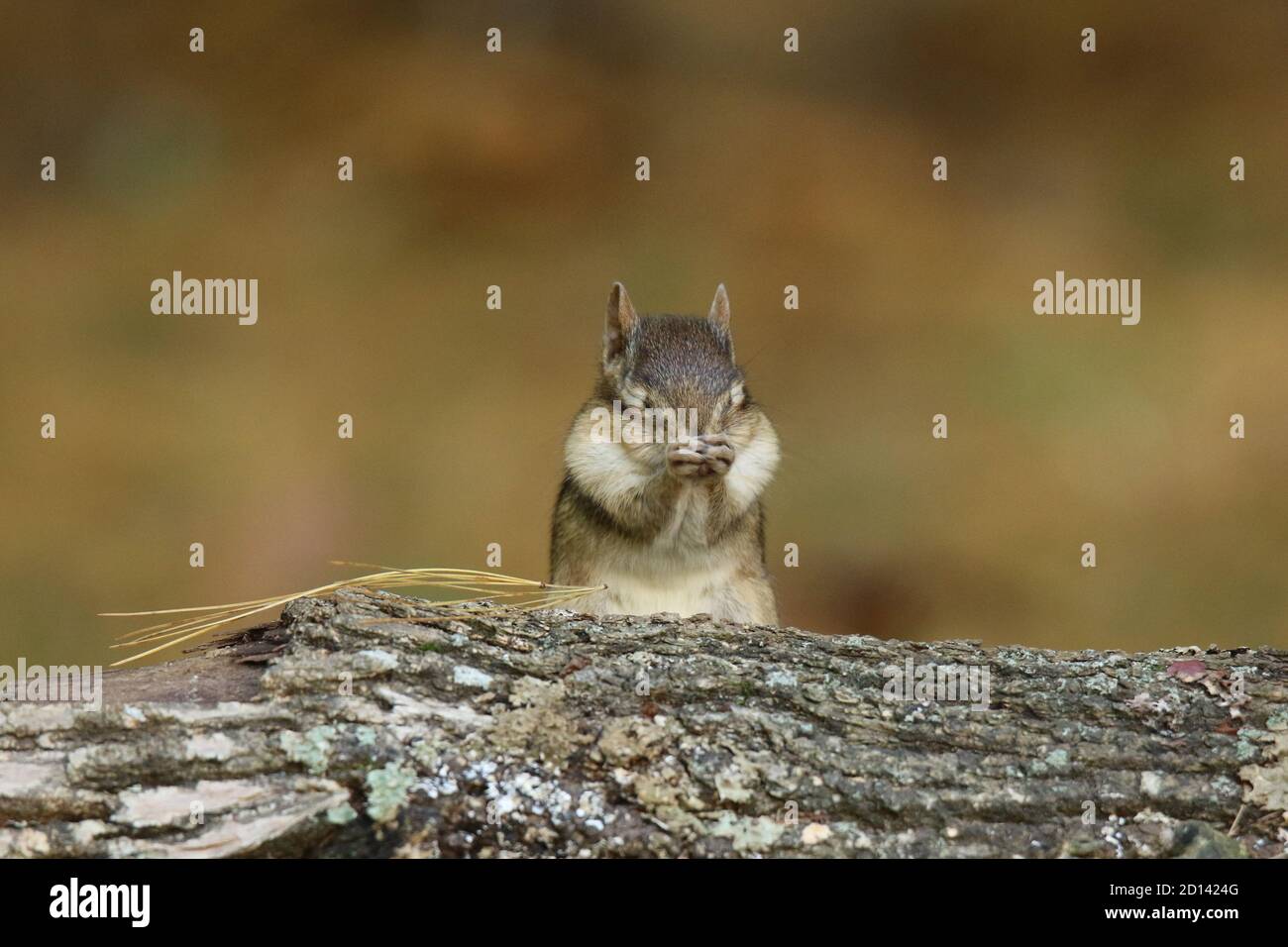 Chipmunk behavior hi-res stock photography and images - Alamy