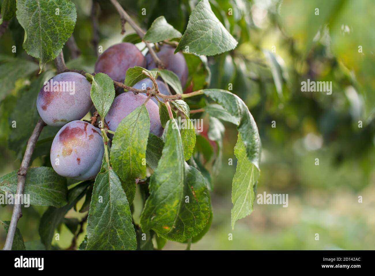 Plum tree hanging farm farming hi-res stock photography and images - Alamy