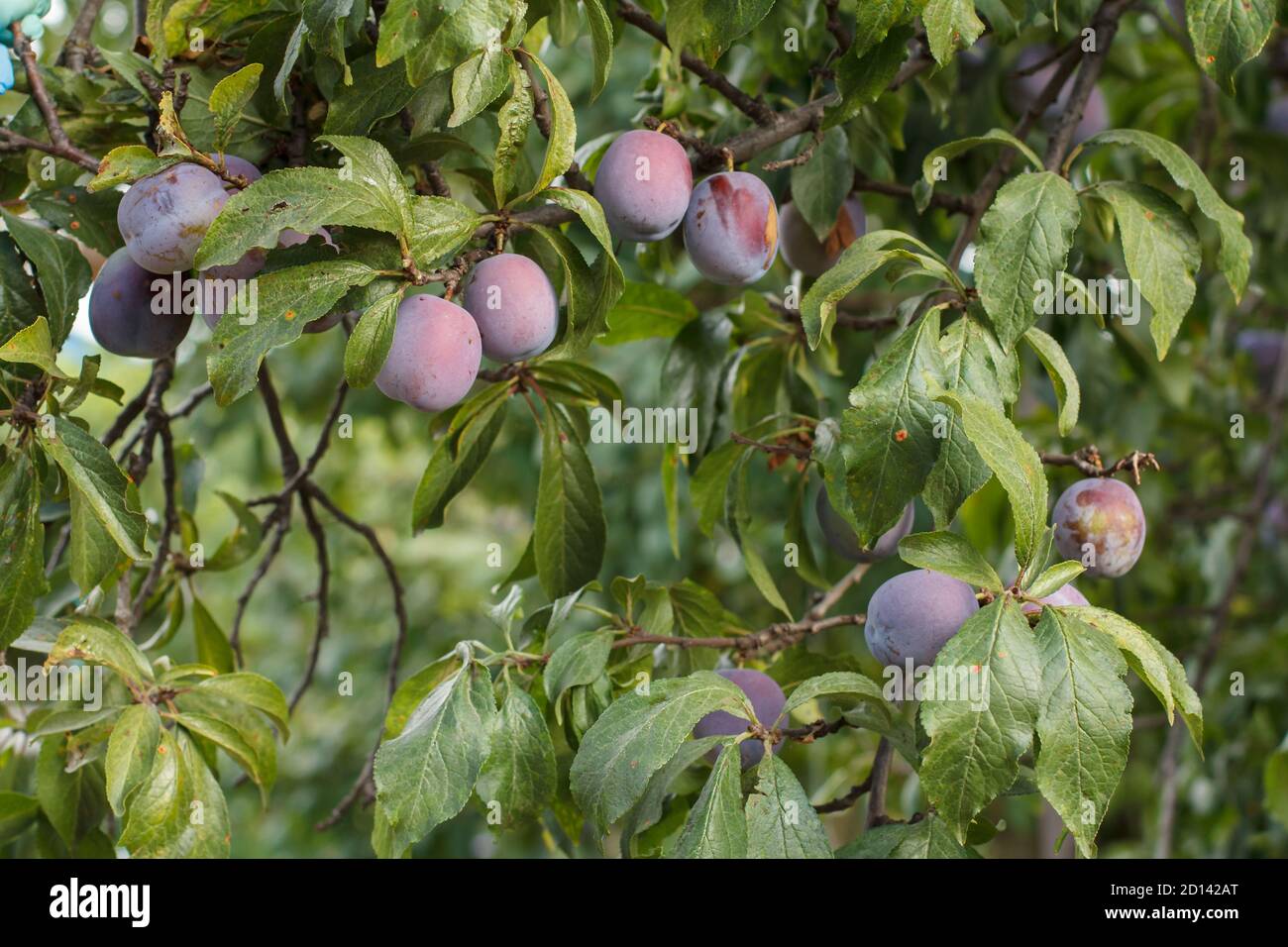 Orchad tree hi-res stock photography and images - Alamy