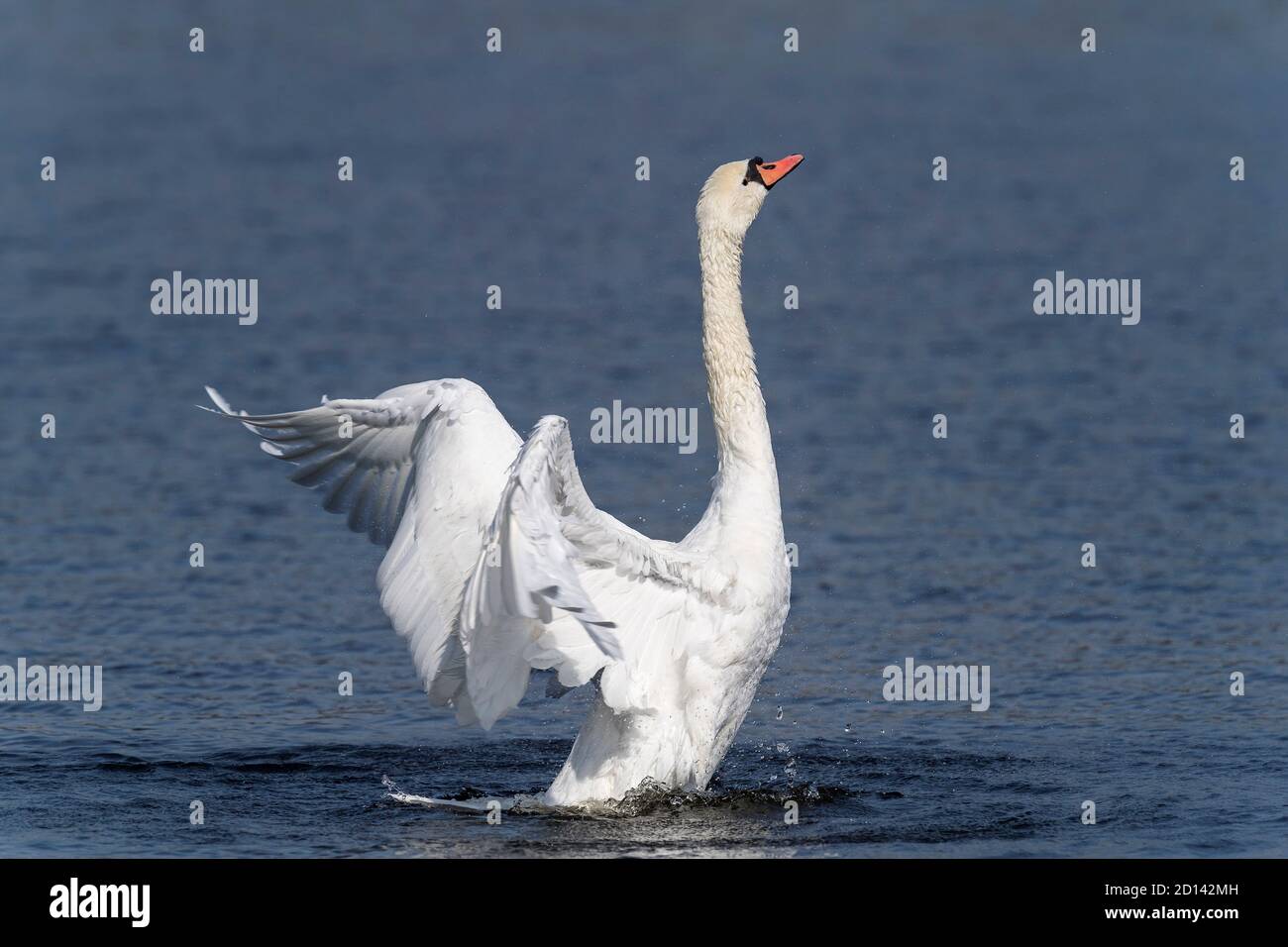 mute white swan taking off Stock Photo - Alamy