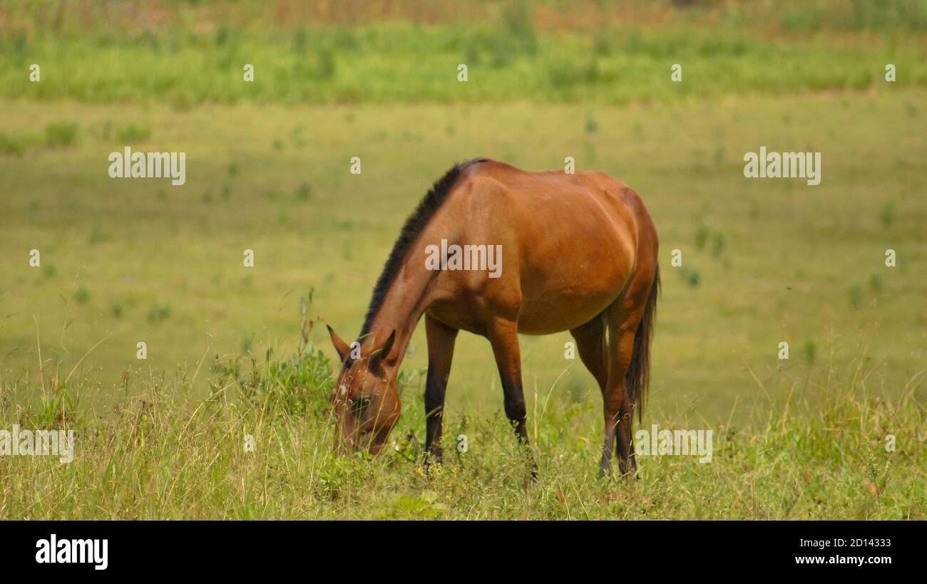 Farm animal animals brown stallion hi-res stock photography and images ...