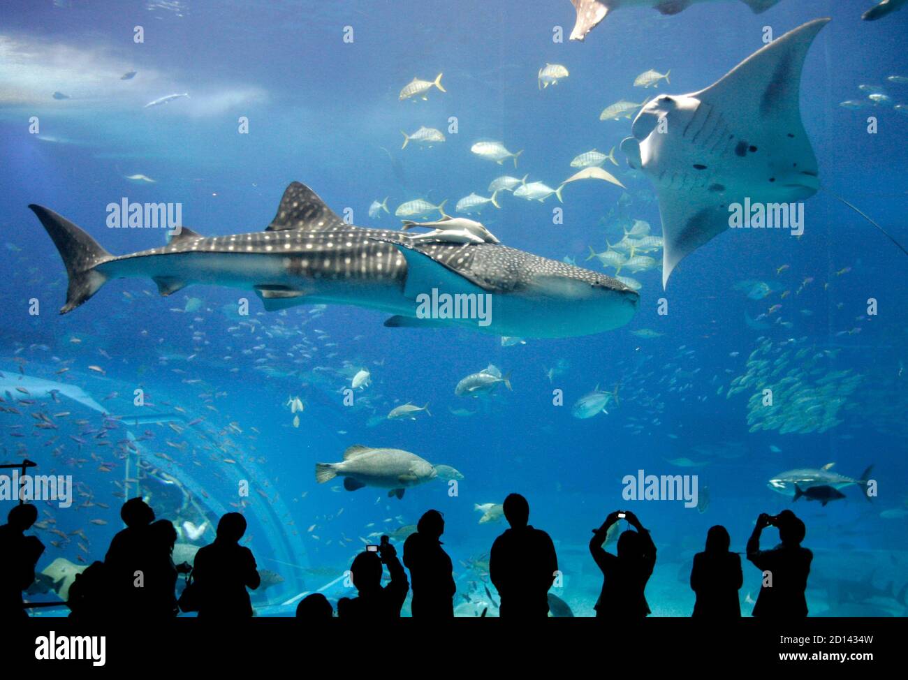 10 Metre Long Whale High Resolution Stock Photography and Images - Alamy