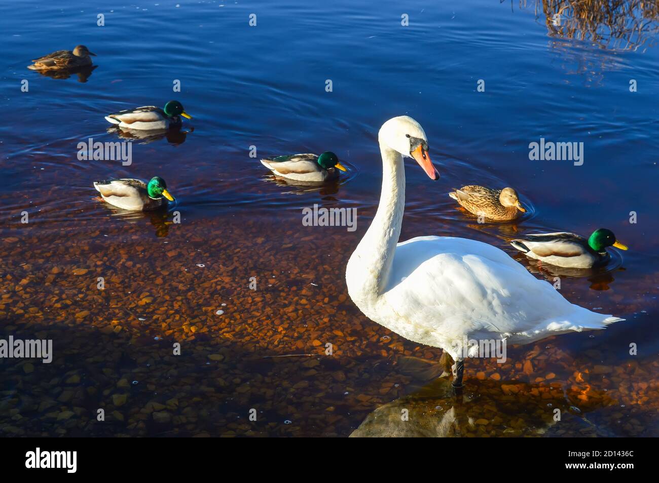 Swanlake hi-res stock photography and images - Alamy