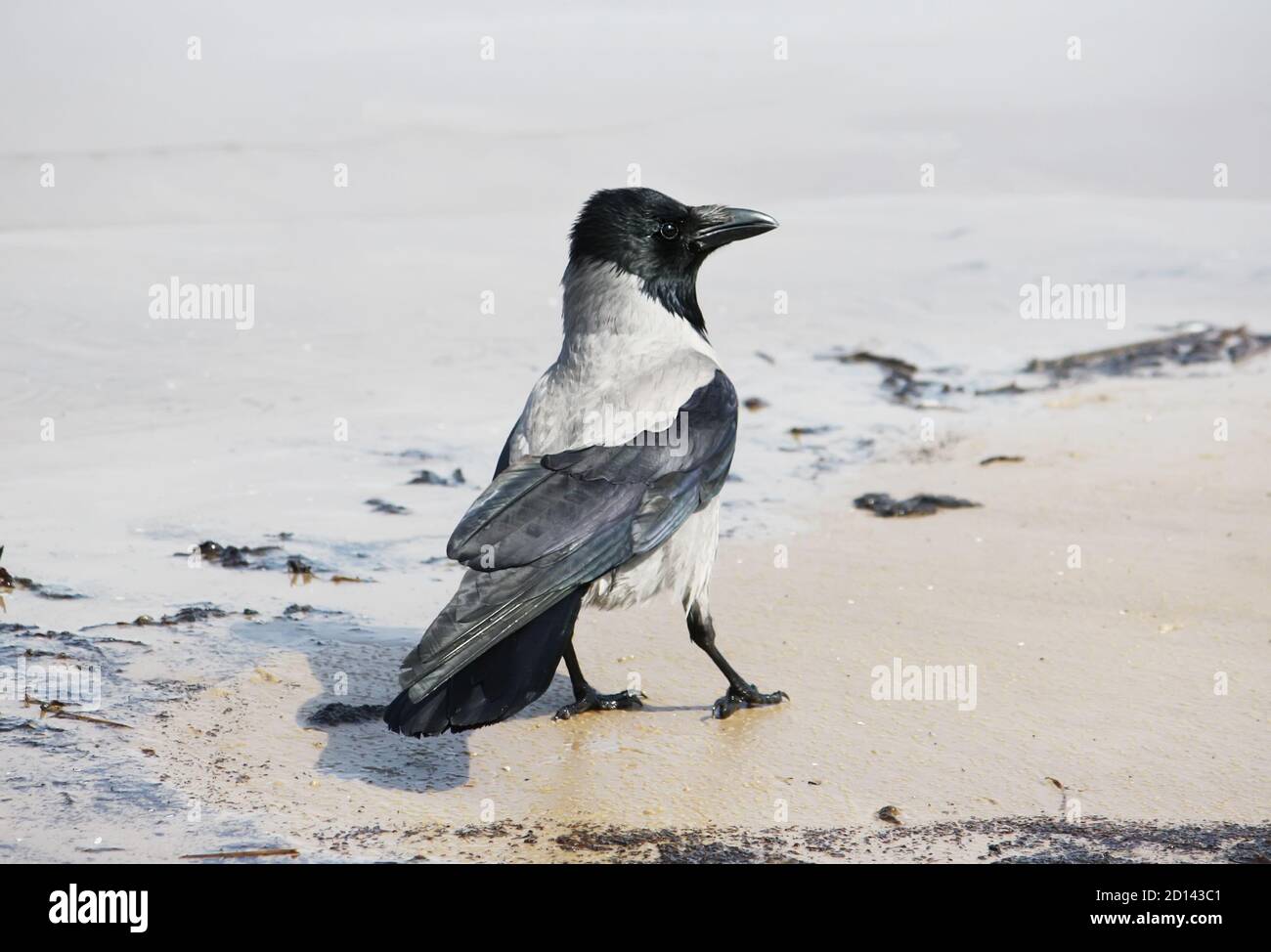 Crow on a ground outdoors in sunlight Stock Photo - Alamy