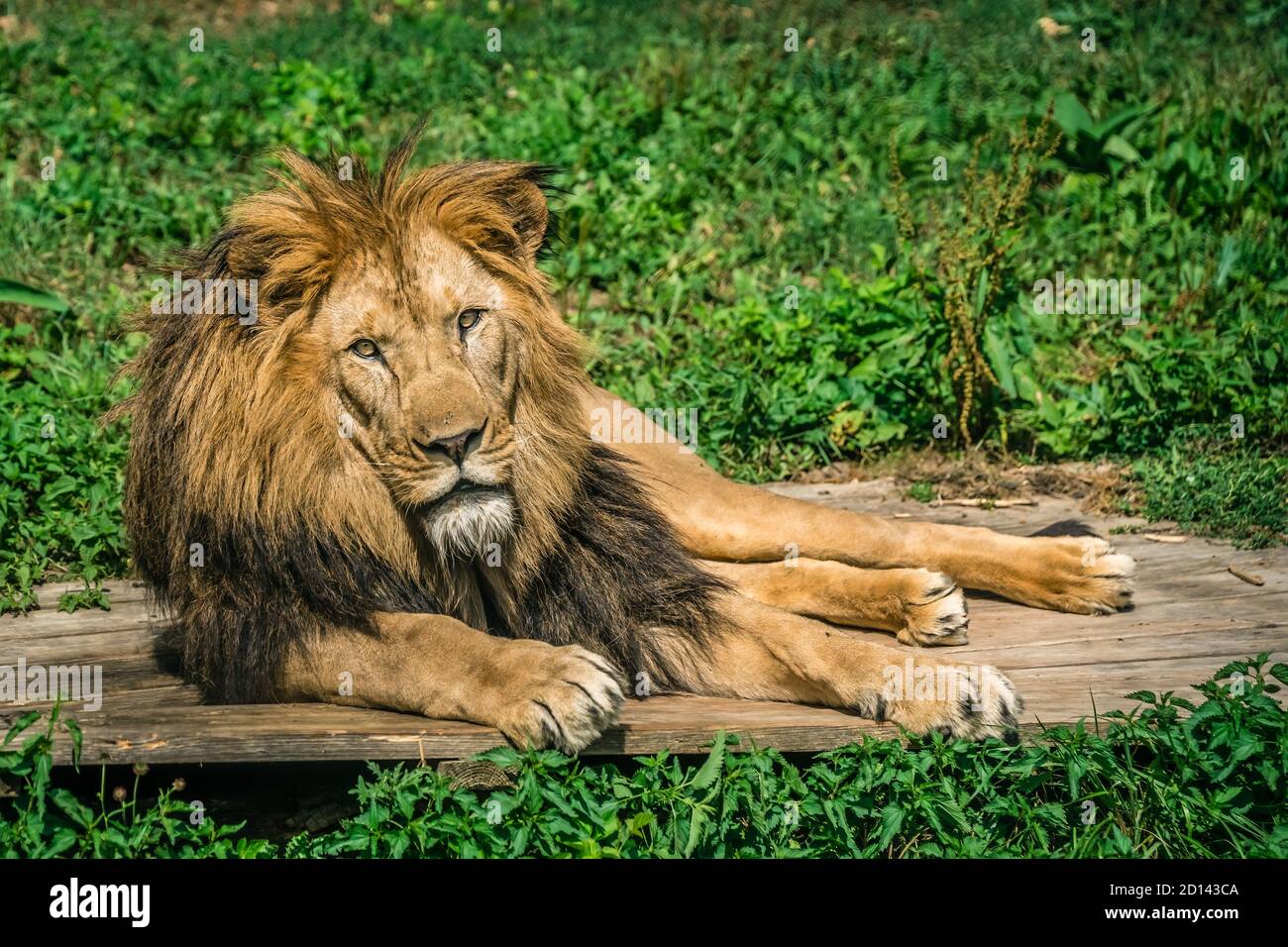 A lion lying on the grass with a calm face expression Stock Photo - Alamy