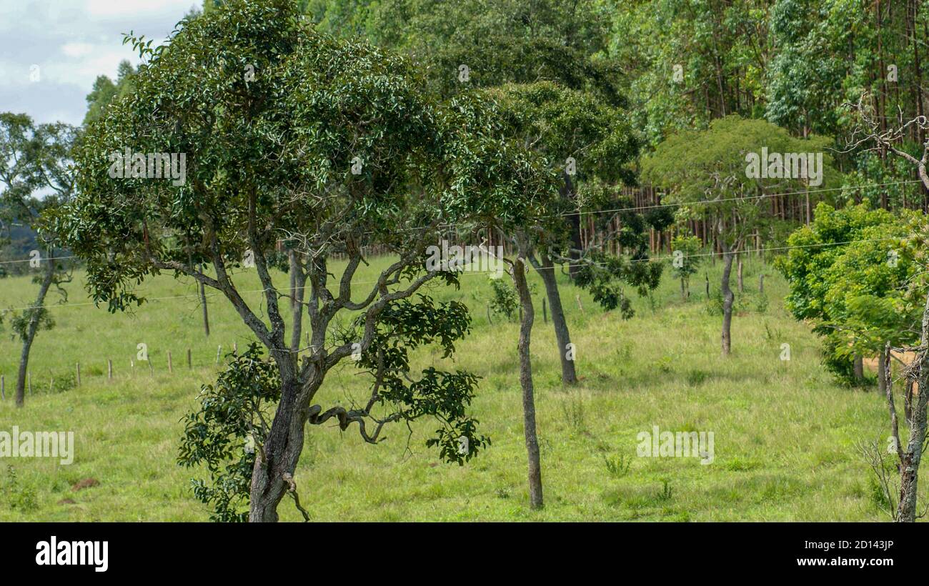 Brazil fruit farm hi-res stock photography and images - Alamy