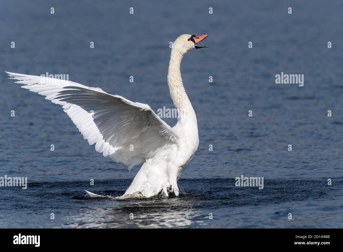 Swans taking off take off hi-res stock photography and images - Alamy