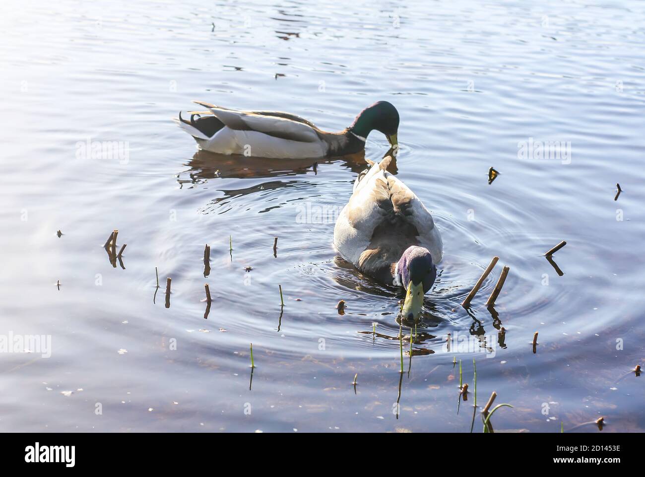 Wild ducks swimming on river surface in sunset light. Spring landscape ...