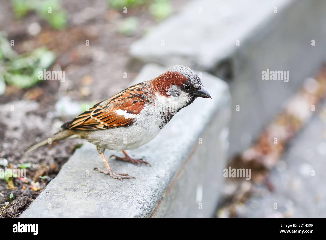 Beautiful little sparrow bird outdoors Stock Photo - Alamy