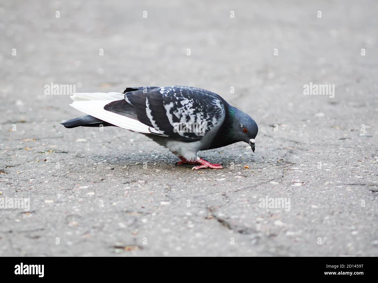 Starving for freedom hi-res stock photography and images - Alamy