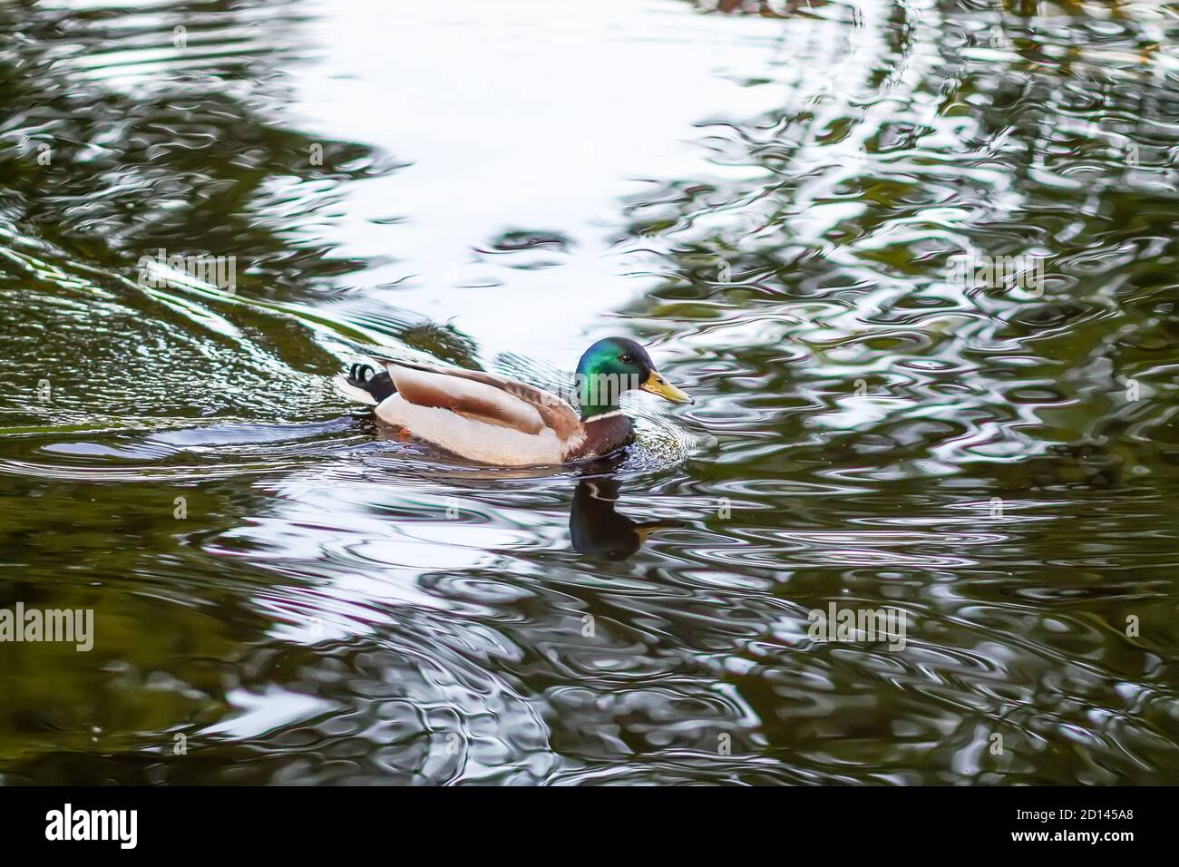 Duck bird swimming in water Stock Photo - Alamy