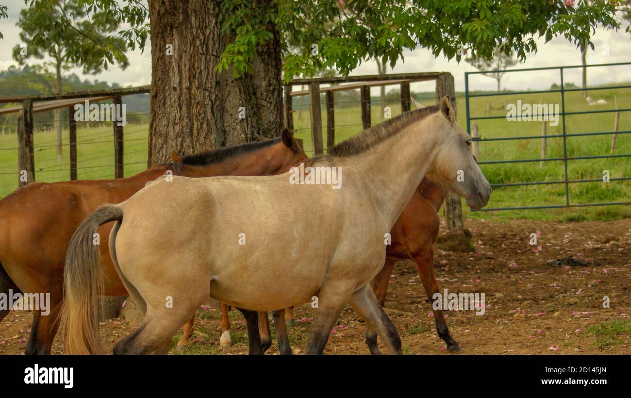 Three horses in the corral Stock Photo - Alamy