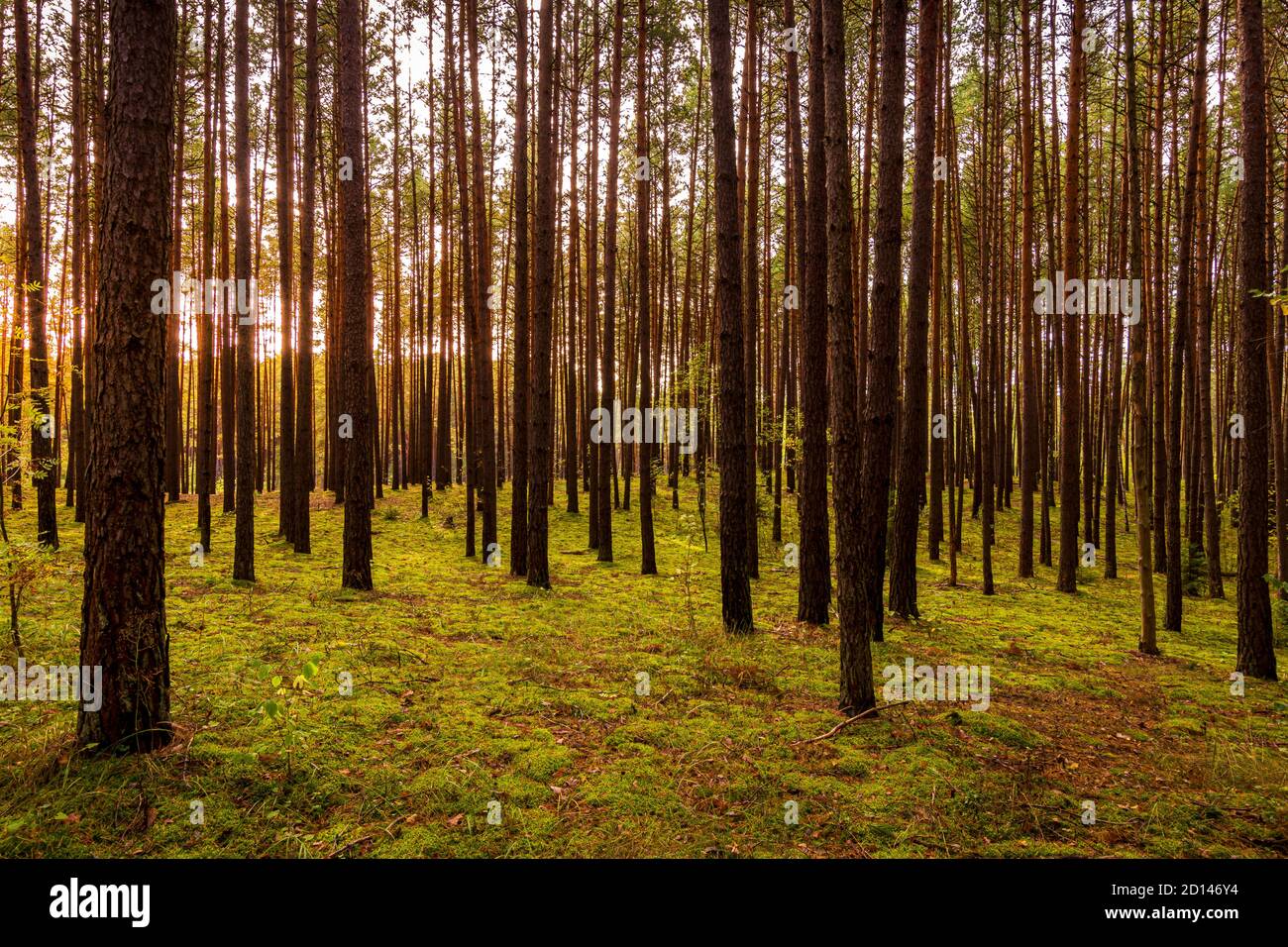 Autumn forest with pine trees standing in rows Stock Photo - Alamy