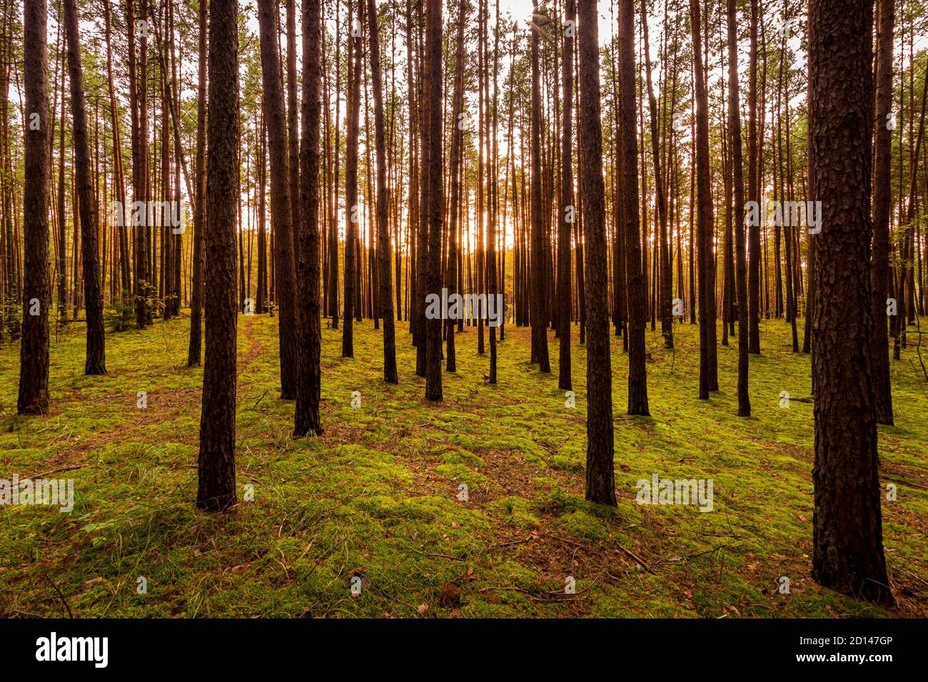 Autumn forest with pine trees standing in rows Stock Photo - Alamy