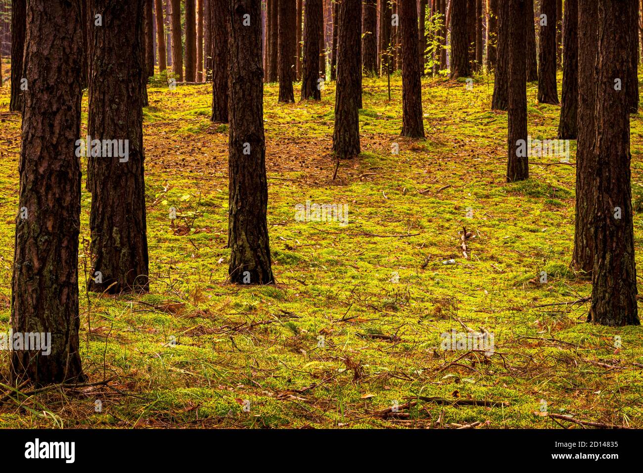 Autumn forest with pine trees standing in rows Stock Photo - Alamy