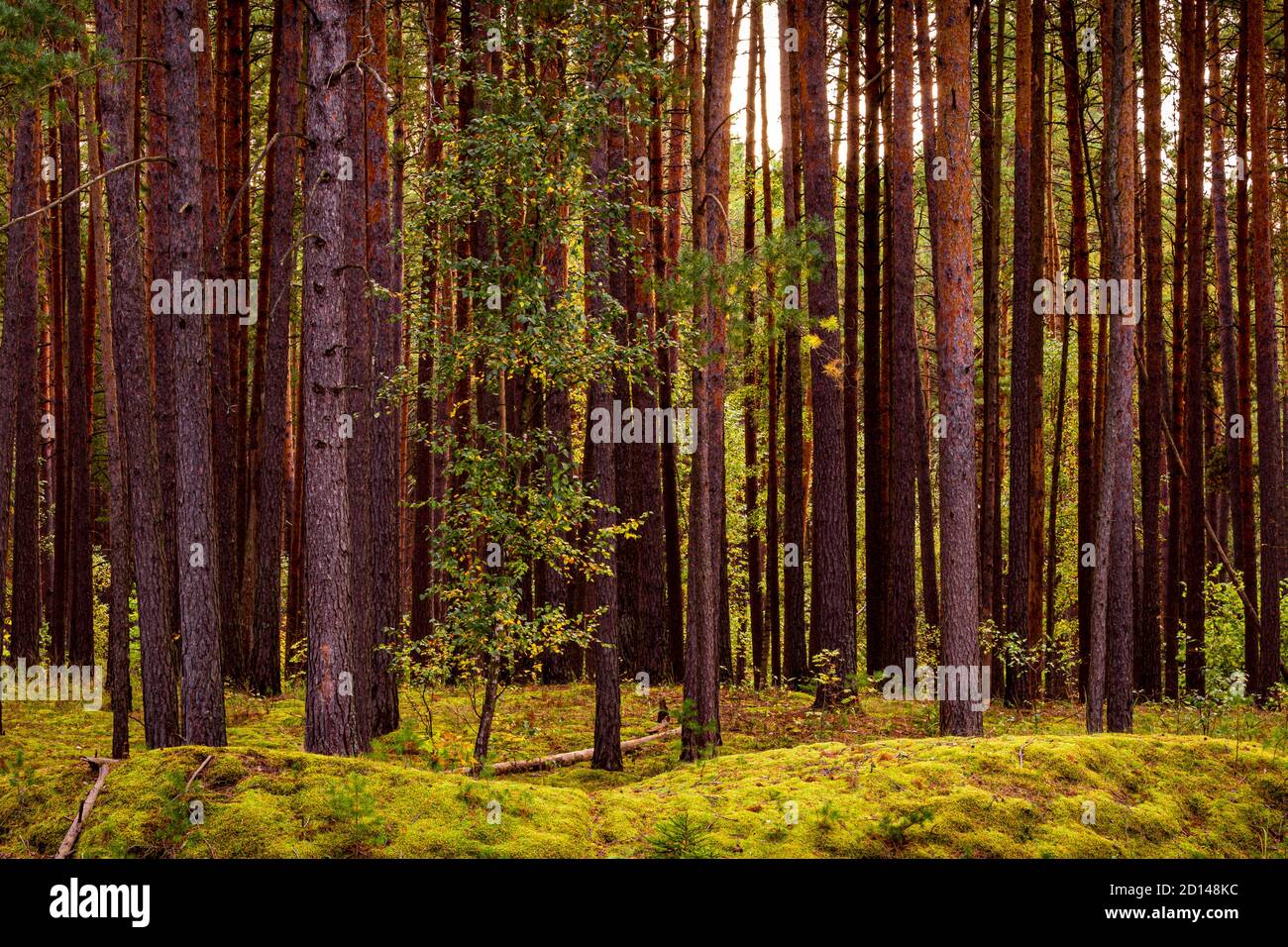 Autumn forest with pine trees standing in rows Stock Photo - Alamy