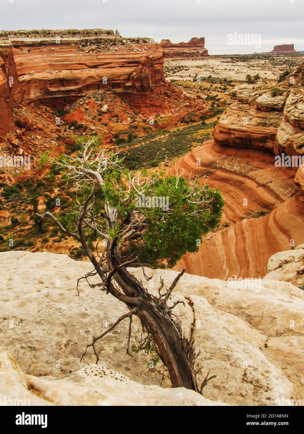Copper Colored Sandstone