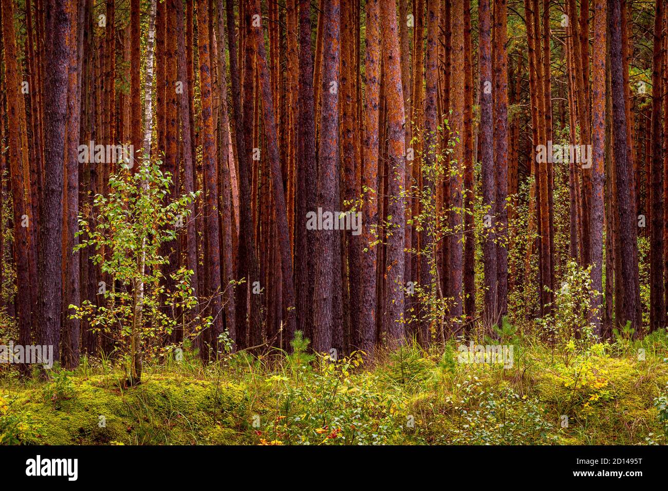 Autumn forest with pine trees standing in rows Stock Photo - Alamy