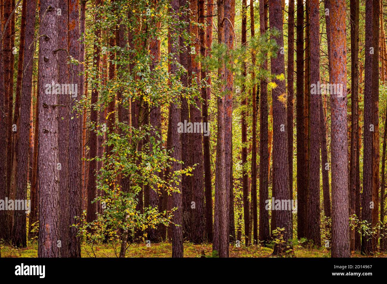 Autumn forest with pine trees standing in rows Stock Photo - Alamy