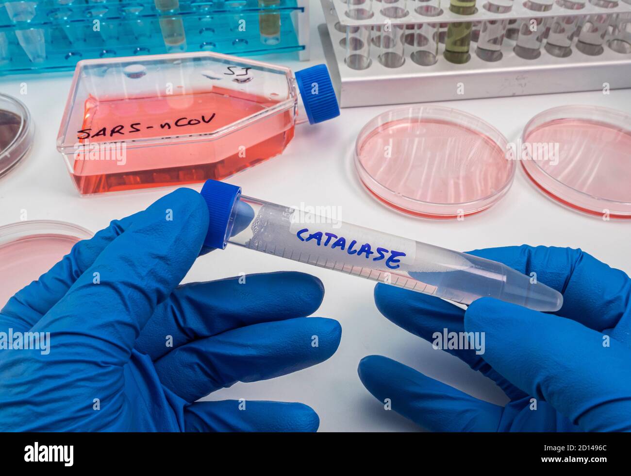 Scientist holds vial with catalase enzyme that helps regulate cytokine ...