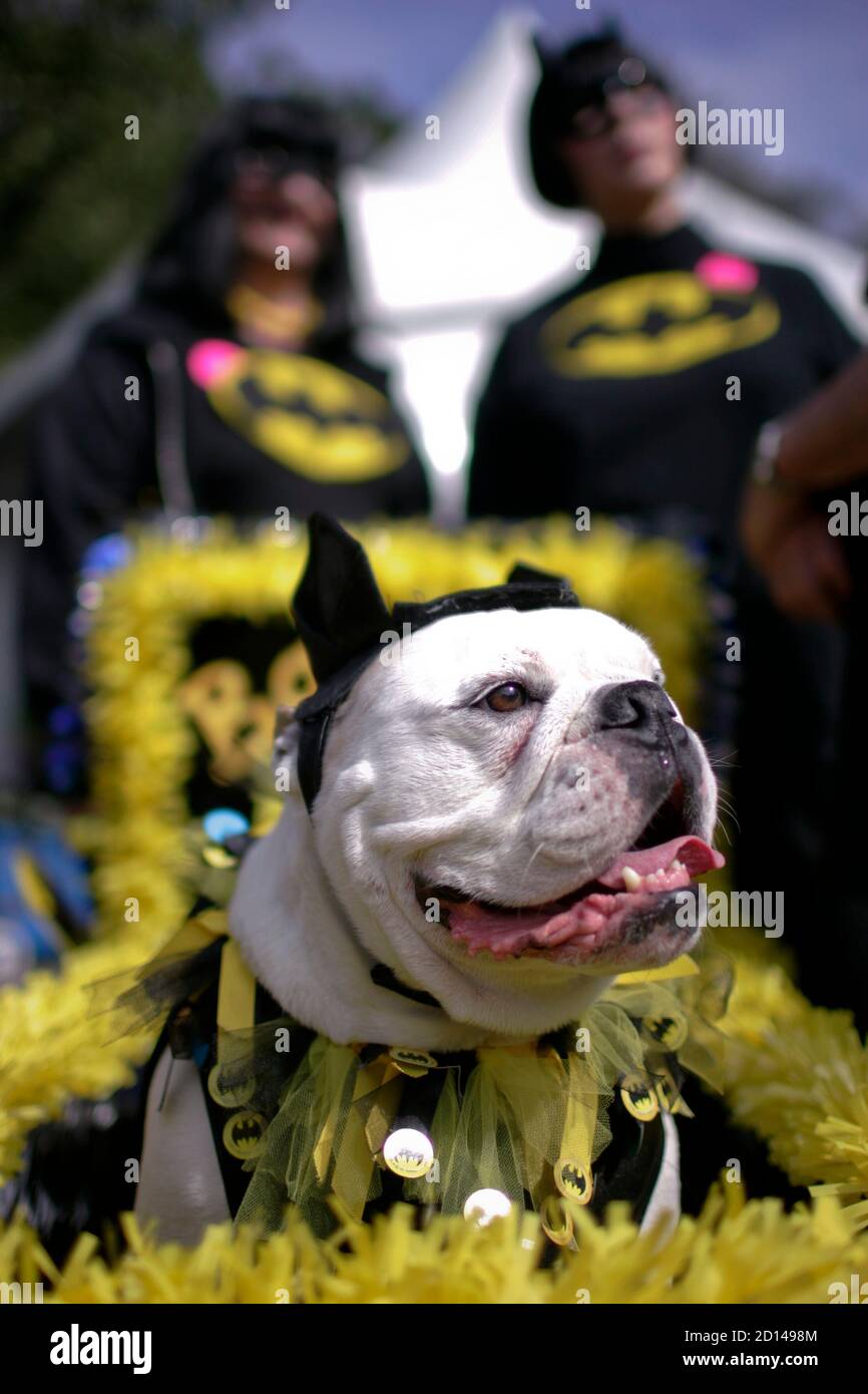 New orleans mardi gras barkus hi-res stock photography and images - Alamy
