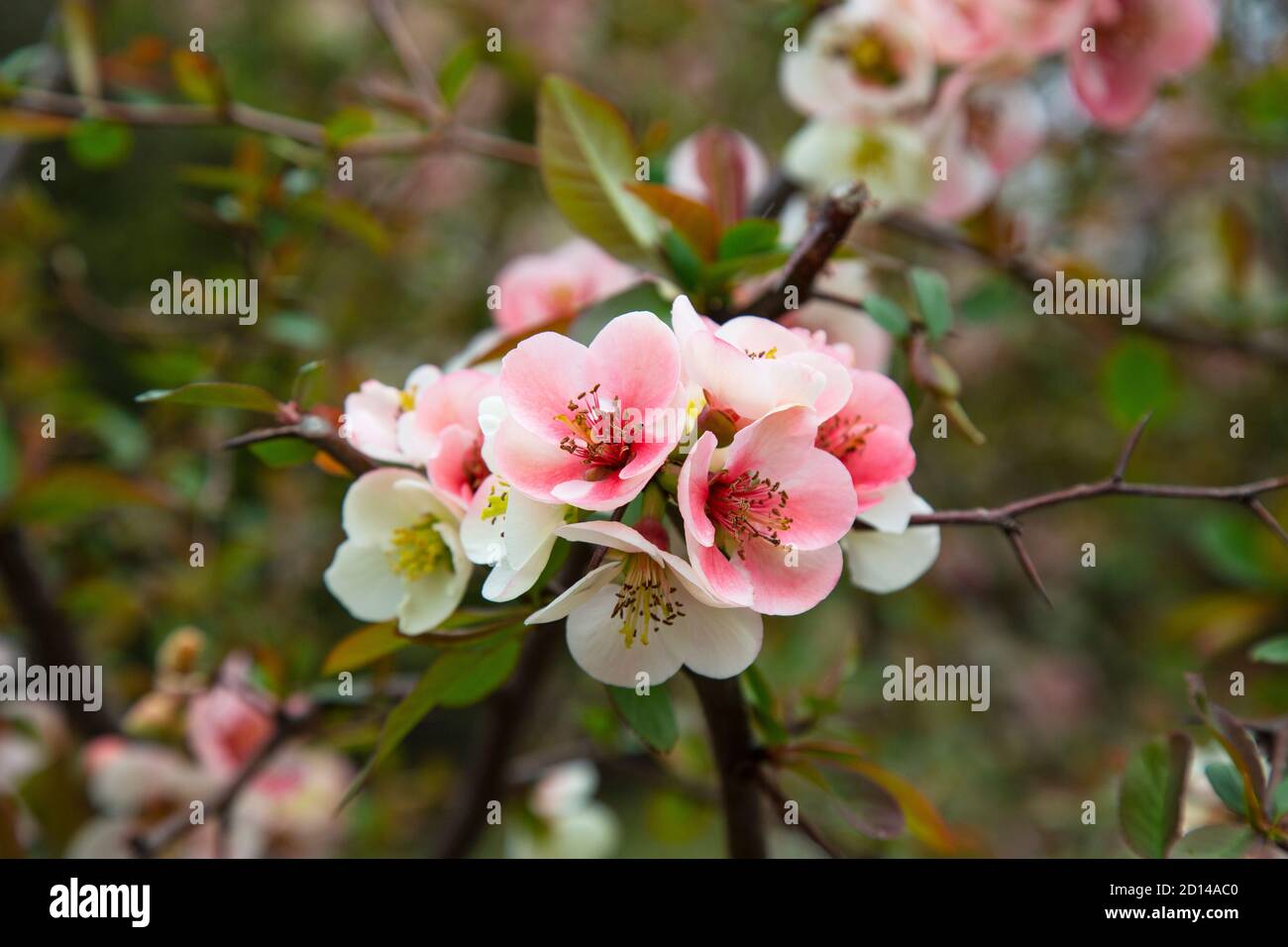 Spring blossom background. Beautiful nature scene with blooming tree ...