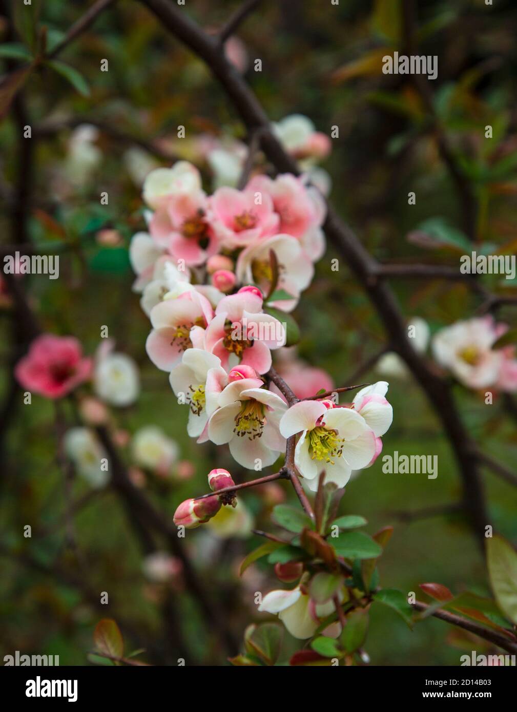 Spring blossom background. Beautiful nature scene with blooming tree ...