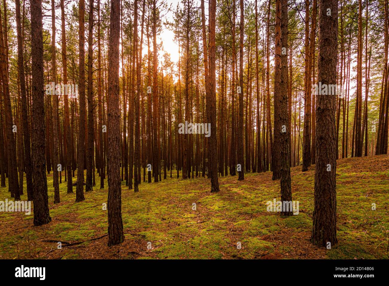Autumn forest with pine trees standing in rows Stock Photo - Alamy