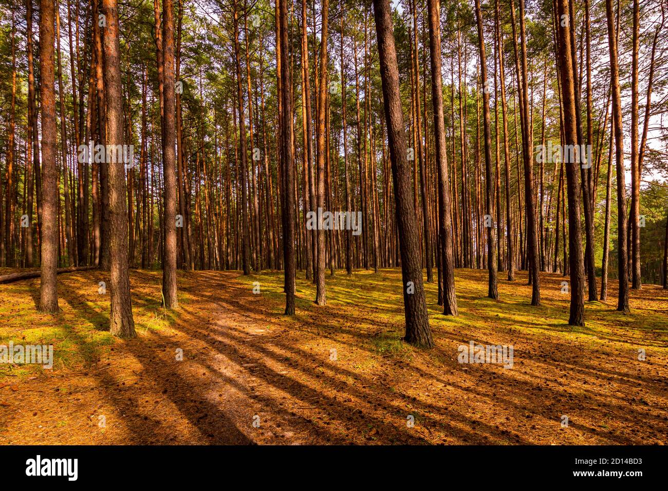 Autumn forest with pine trees standing in rows Stock Photo - Alamy